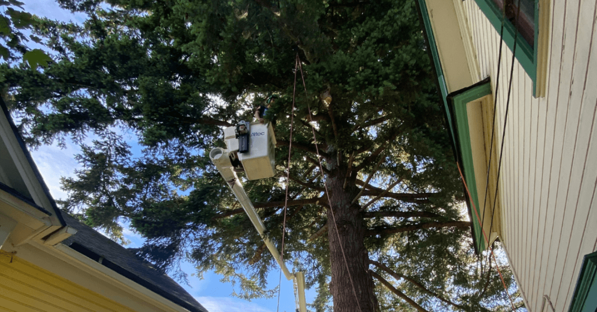Tree Pruning & Trimming | Bellingham, WA | Earthworks Tree Service