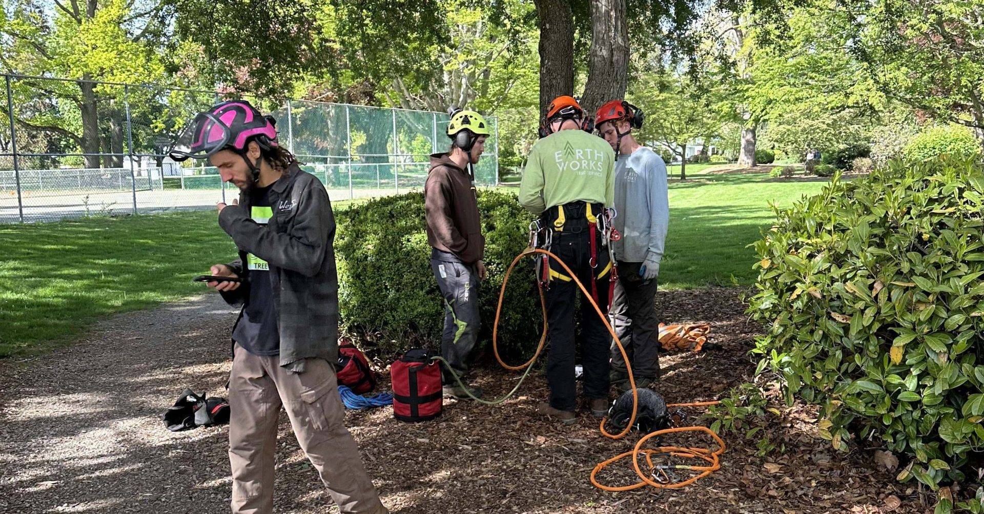 How to Plant a Tree in Mount Vernon, WA?
